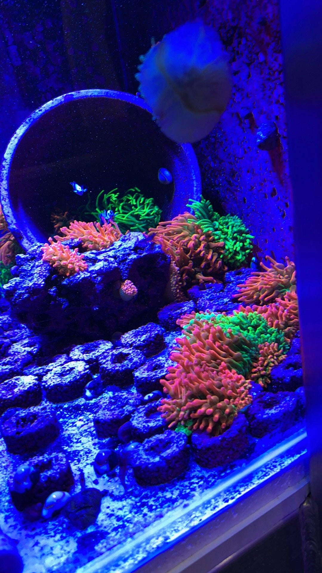 Forest Fire Anemone WYSIWYG