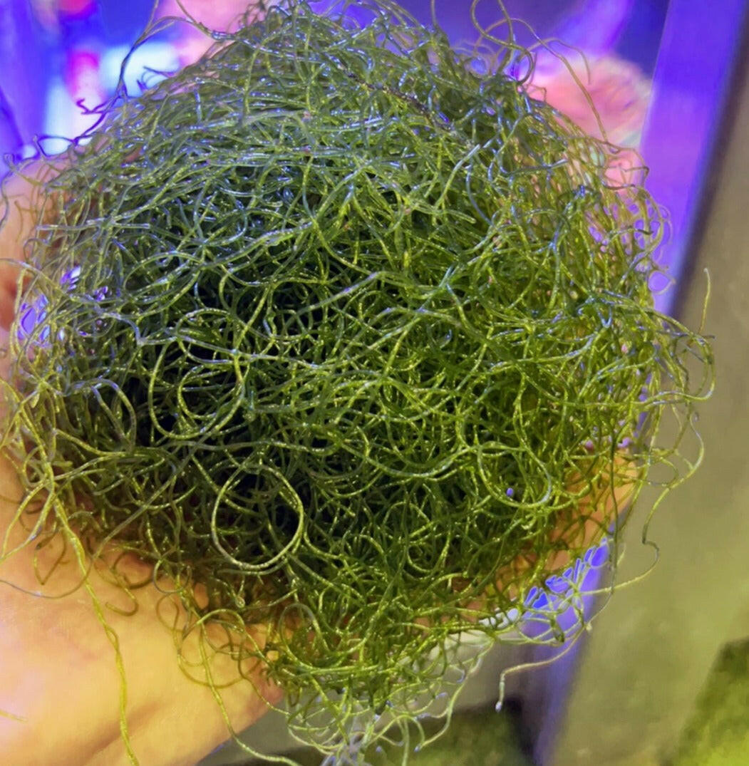 Chaeto Ball